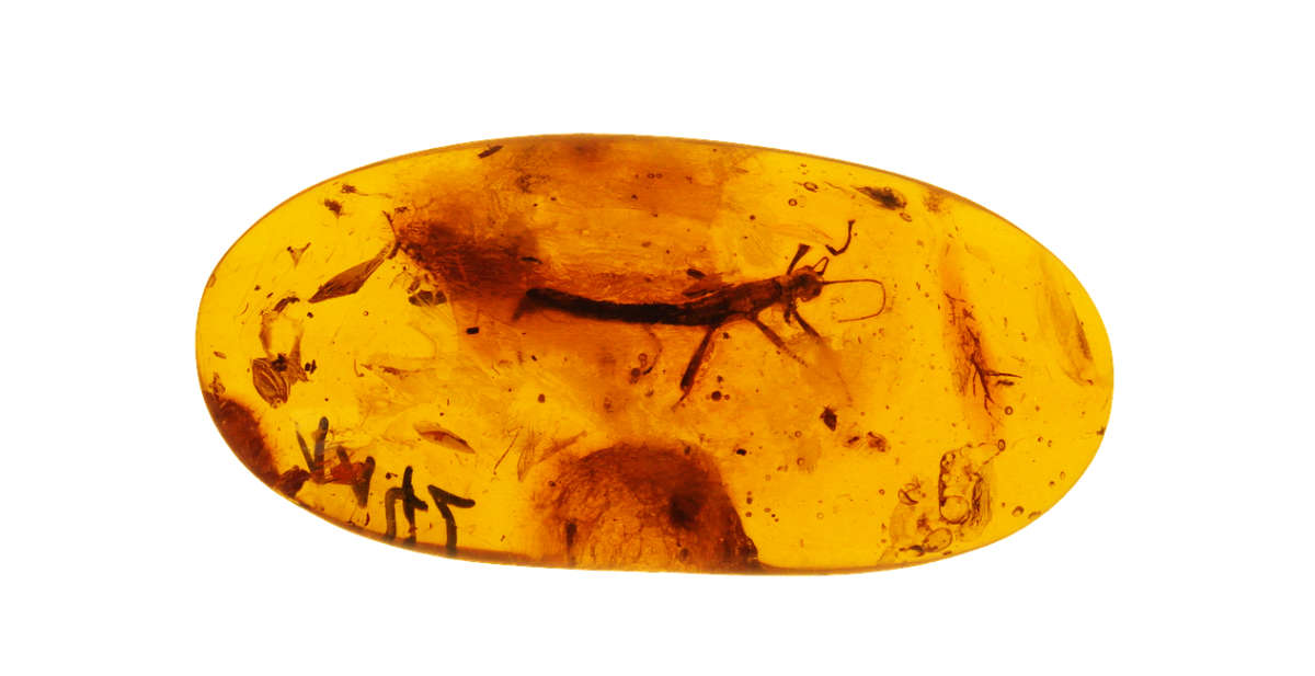 Die Bedeutung von Bernstein